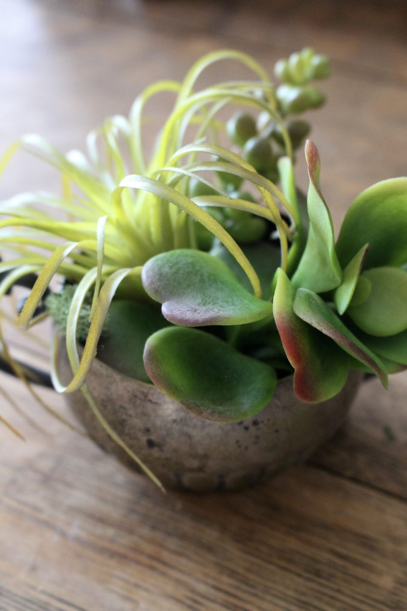 How to Make Mini Succulent Arrangements